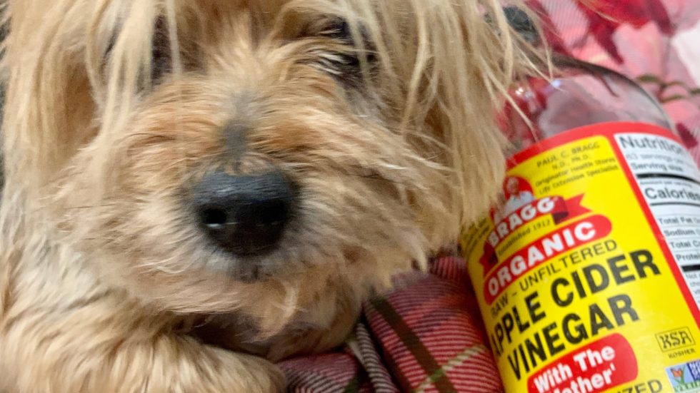 How Do I Use Apple Cider Vinegar for My Dog? - Riverside Animal